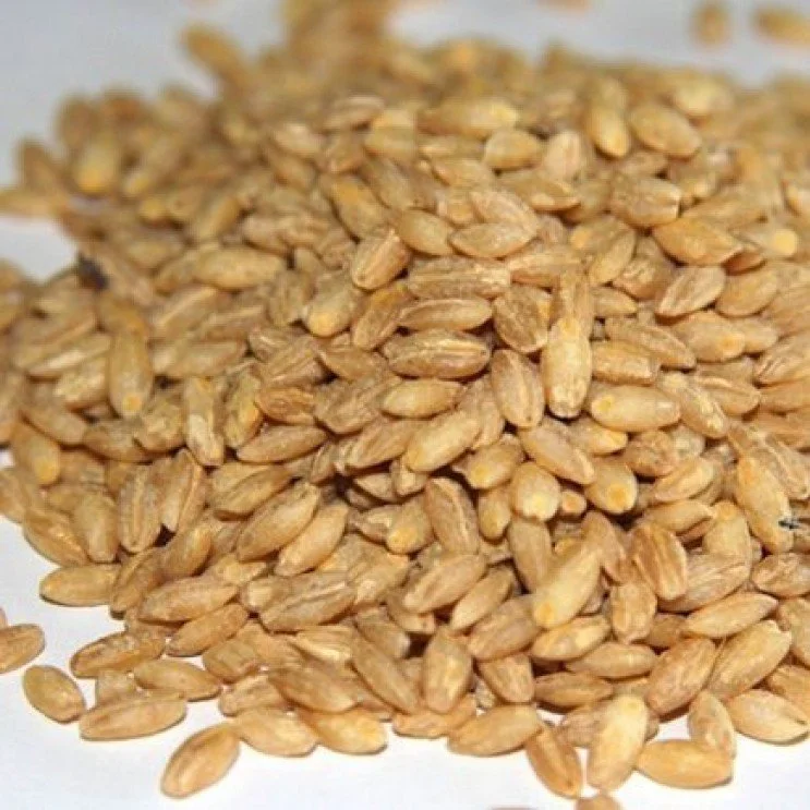 ΚΡΙΘΑΡΙ ΒΙΟ ΧΥΜΑ 25kg - ΒΙΧ003 (OLA BIO XYMA). Το κριθάρι αποτελούσε ...